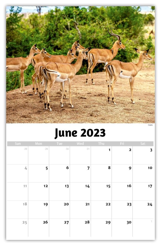 2023 Wall Calendar | International Wildlife