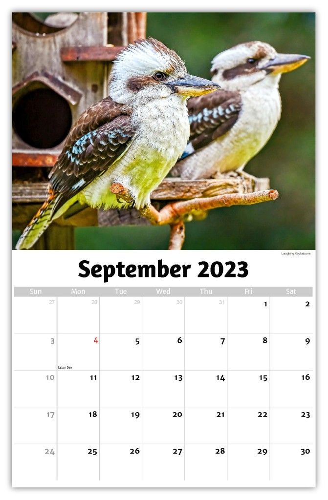 2023 Wall Calendar | International Wildlife
