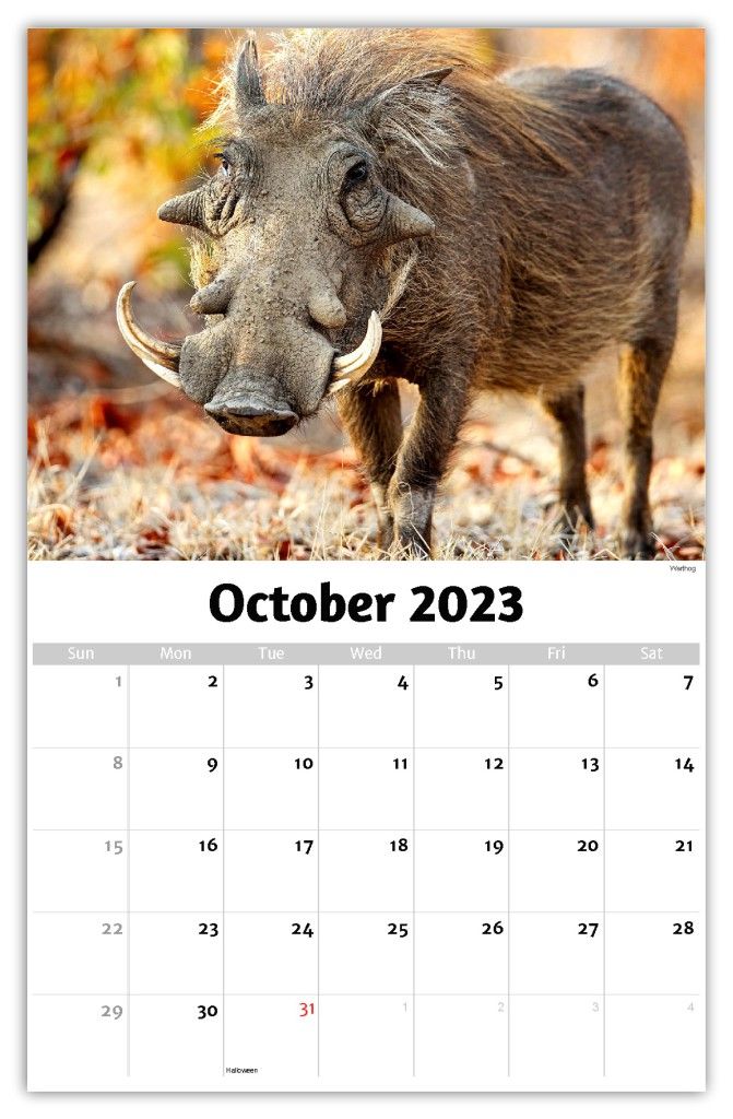 2023 Wall Calendar | International Wildlife