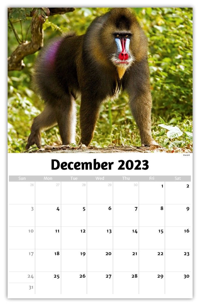 2023 Wall Calendar | International Wildlife