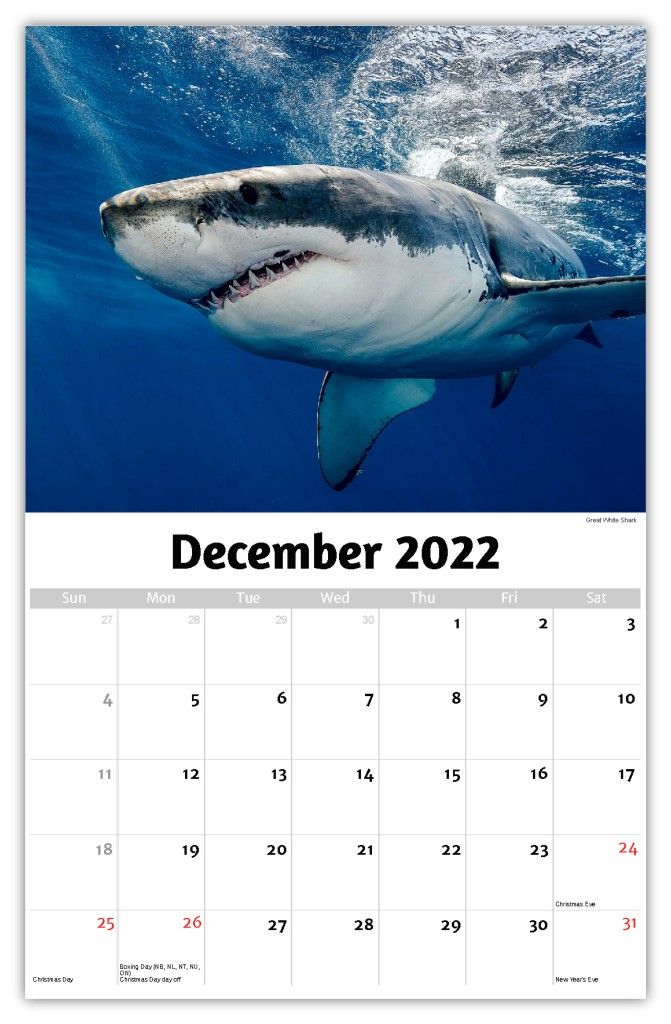 2023 Wall Calendar | International Wildlife