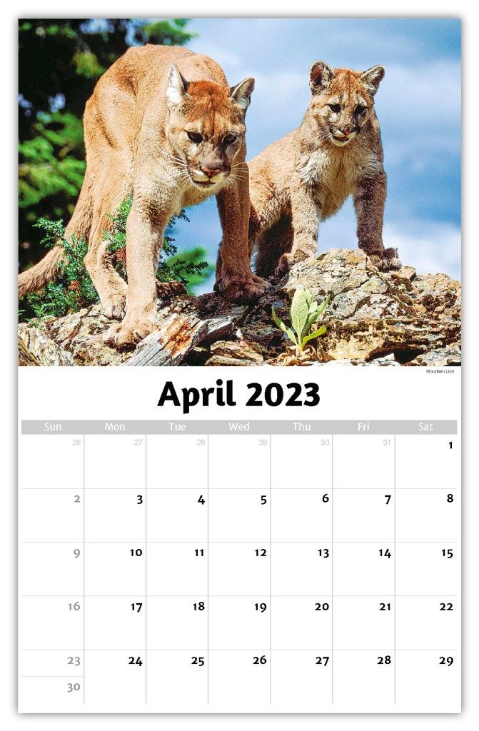 2023 Wall Calendar | North American Wildlife
