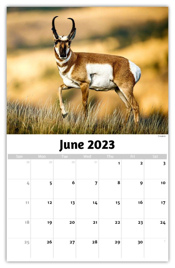 2023 Wall Calendar | North American Wildlife