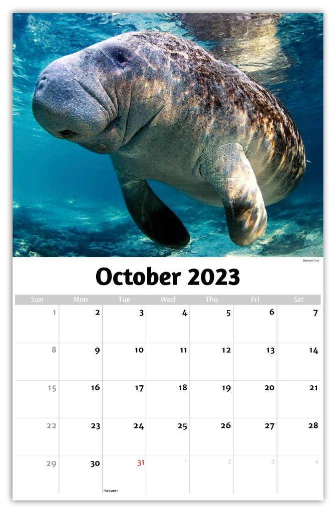 2023 Wall Calendar | North American Wildlife