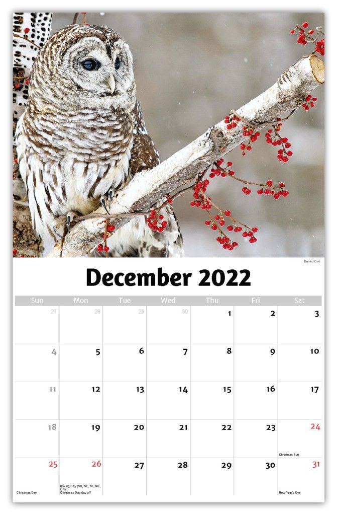2023 Wall Calendar | North American Wildlife