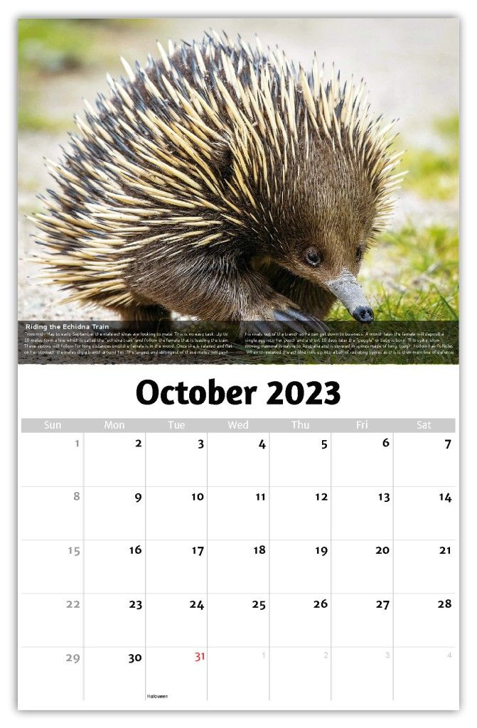 20223 Wall Calendar | Planet Earth