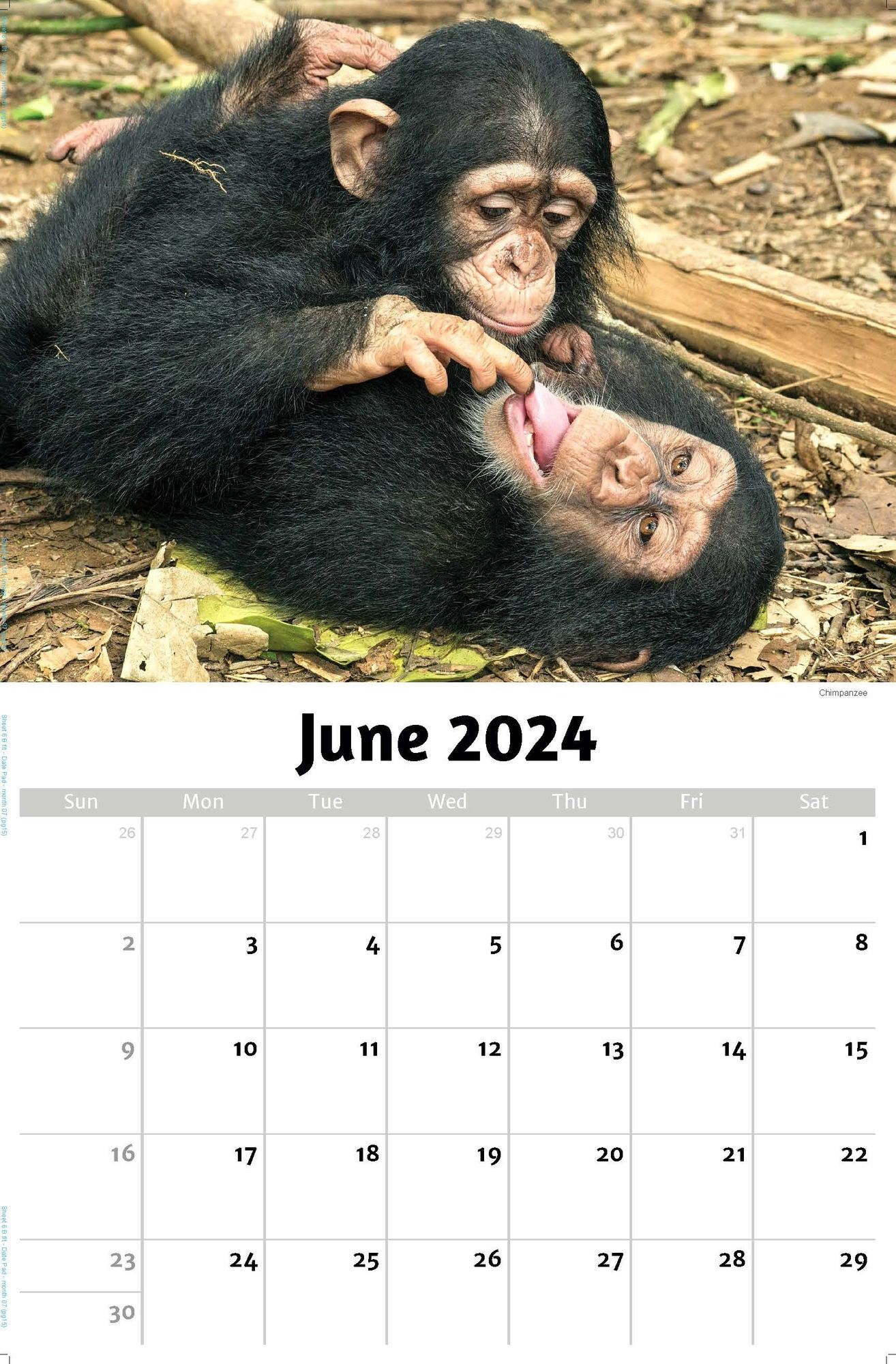 2024 Wall Calendar | International Wildlife