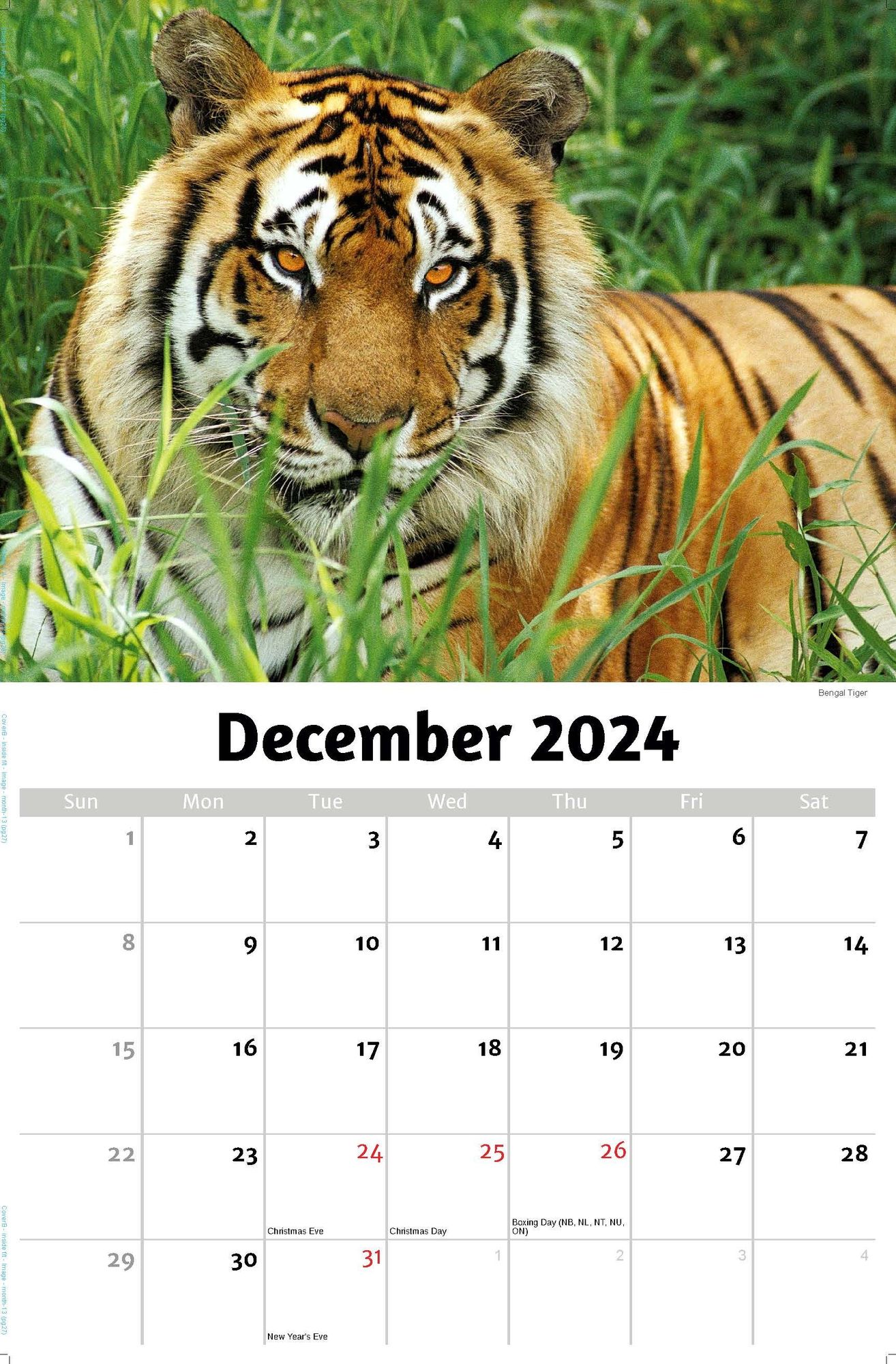 2024 Wall Calendar | International Wildlife