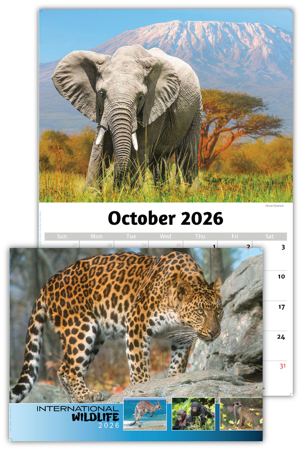 2026 Wall Calendar | International Wildlife