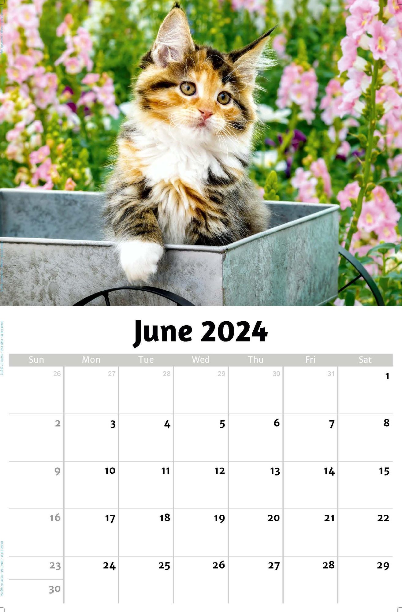 2024 Wall Calendar | Kittens