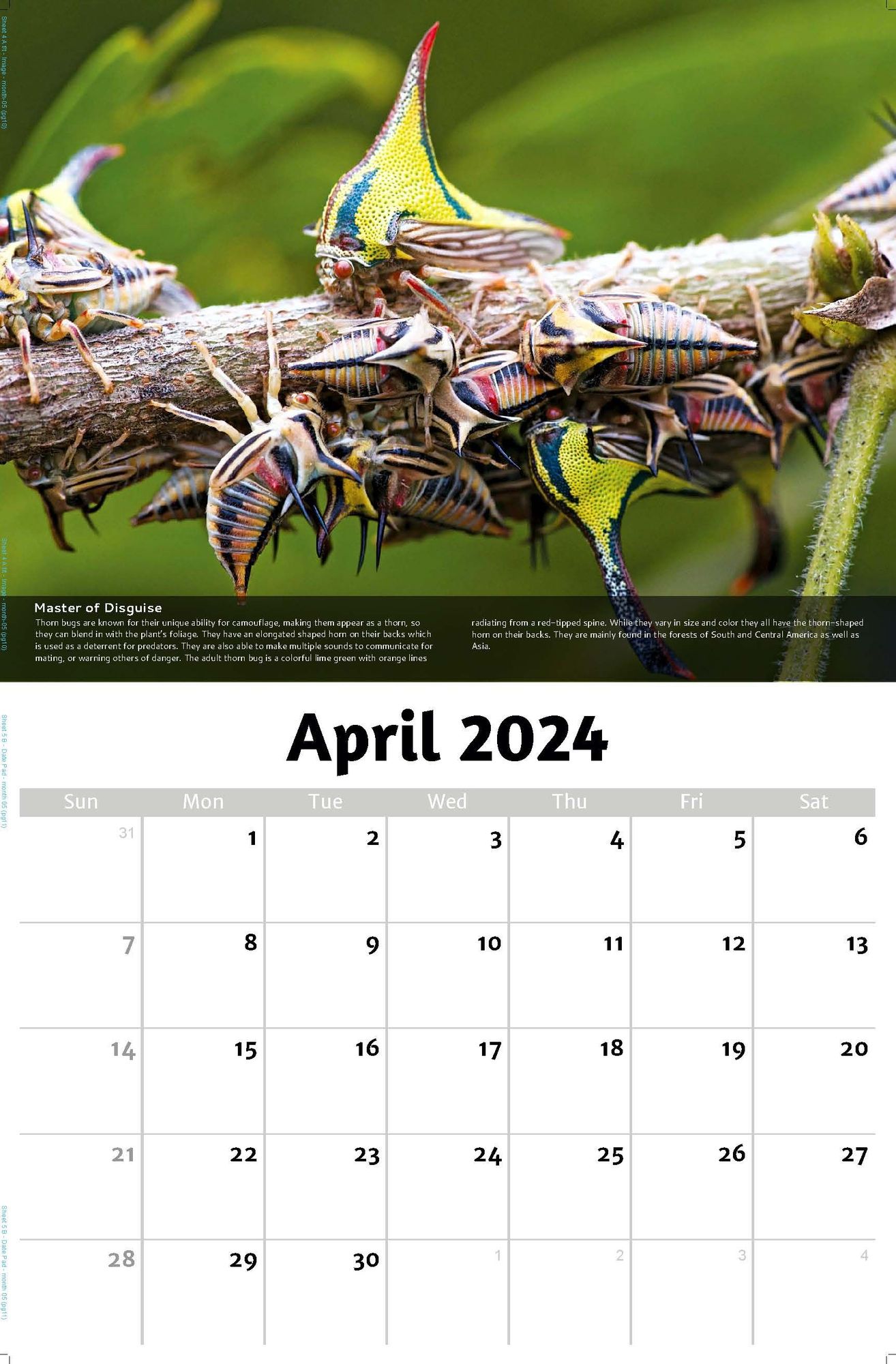 2024 Wall Calendar | Planet Earth
